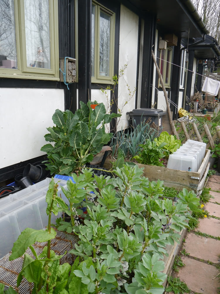 9 Tips to Increase Your Yields - Permaculture