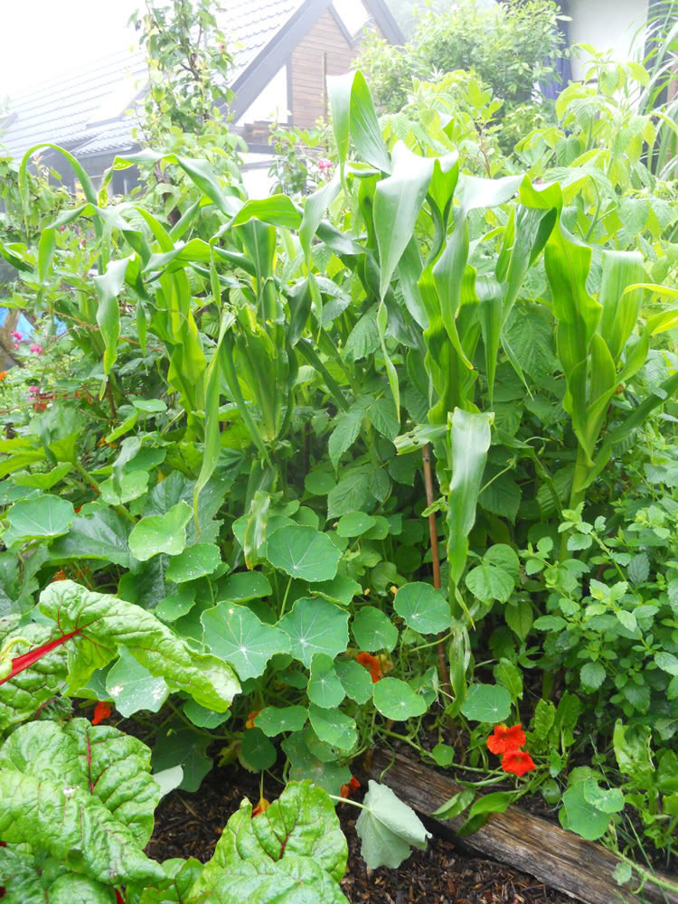 9 Tips to Increase Your Yields - Permaculture