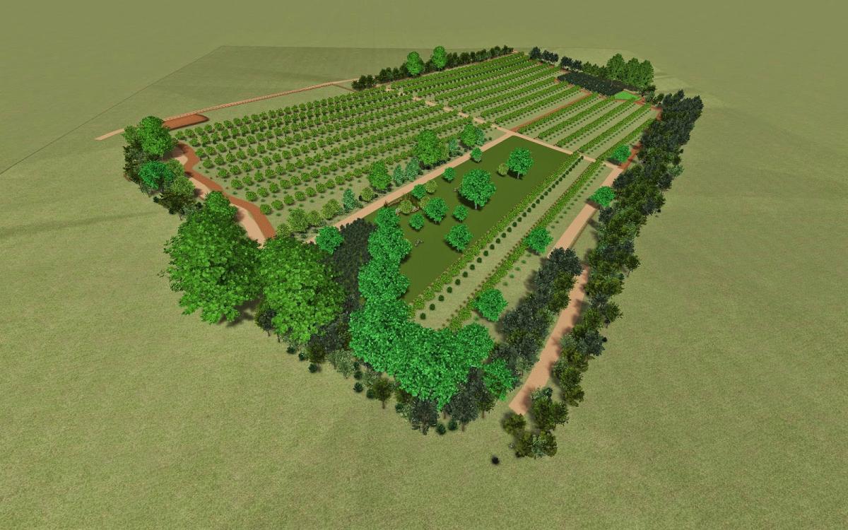 Growing Mulch For a Farm - Permaculture