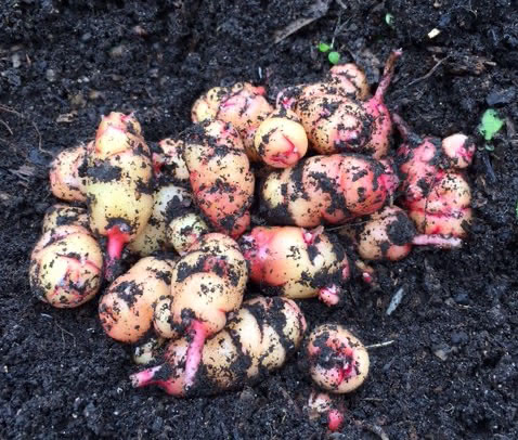 How to Grow, Store and Eat Oca - Permaculture