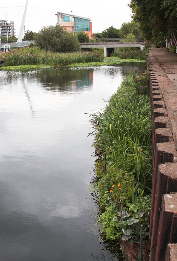 Using Floating Ecosystems to Clean Waterways - Permaculture