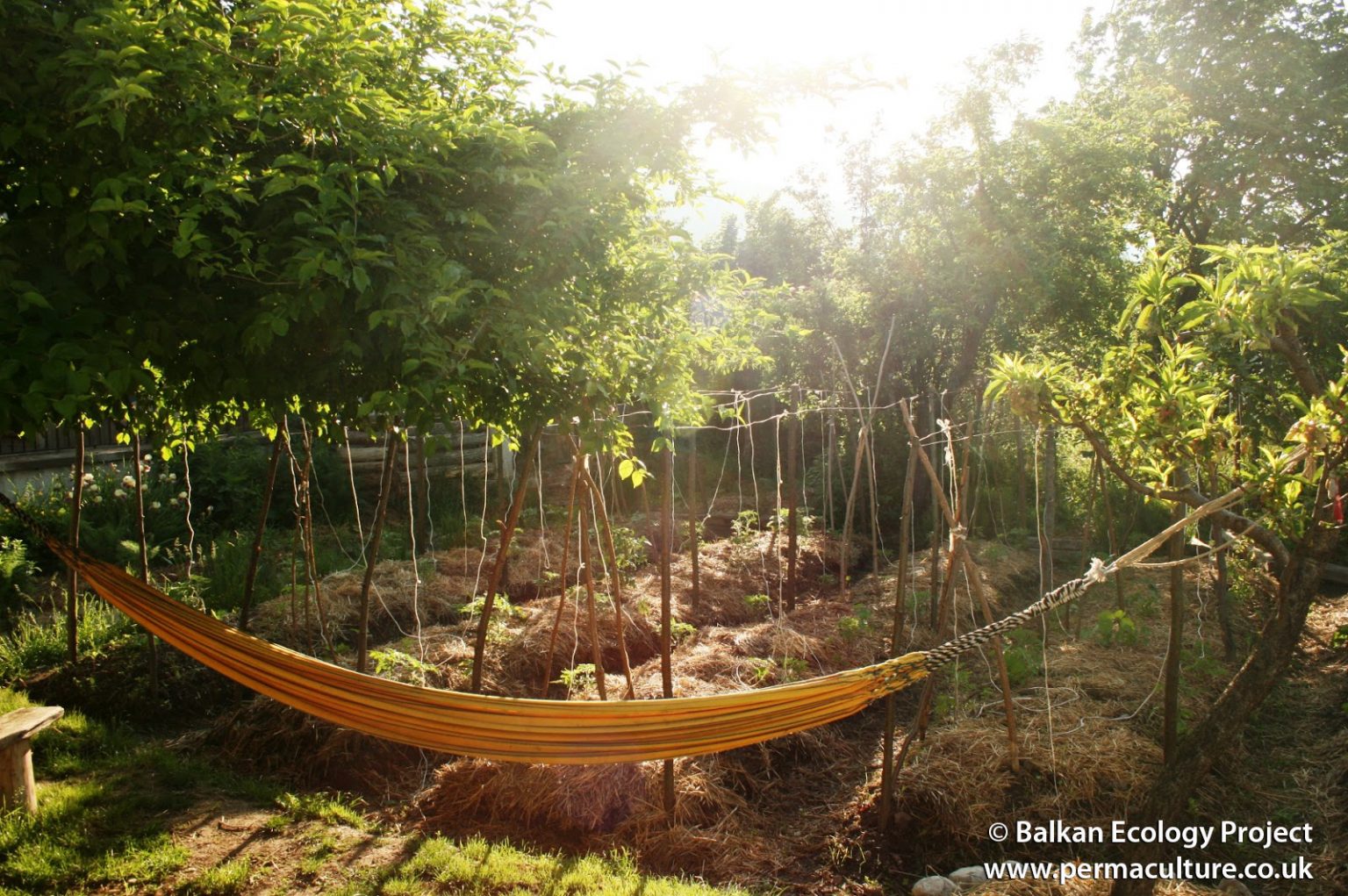 A Successful Herb and Annual Vegetable Guild - Permaculture