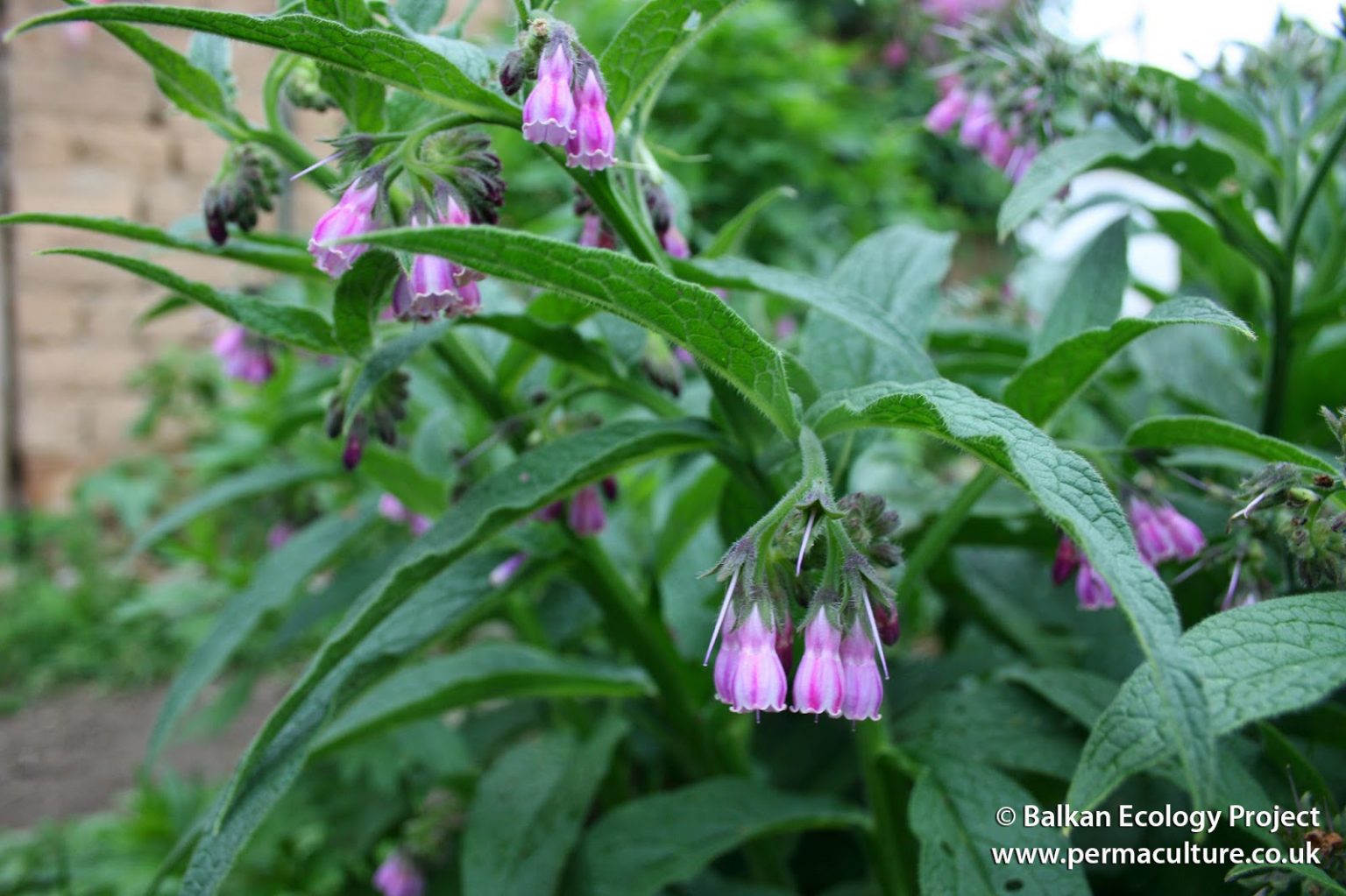 Comfrey: Its History, Uses & Benefits - Permaculture