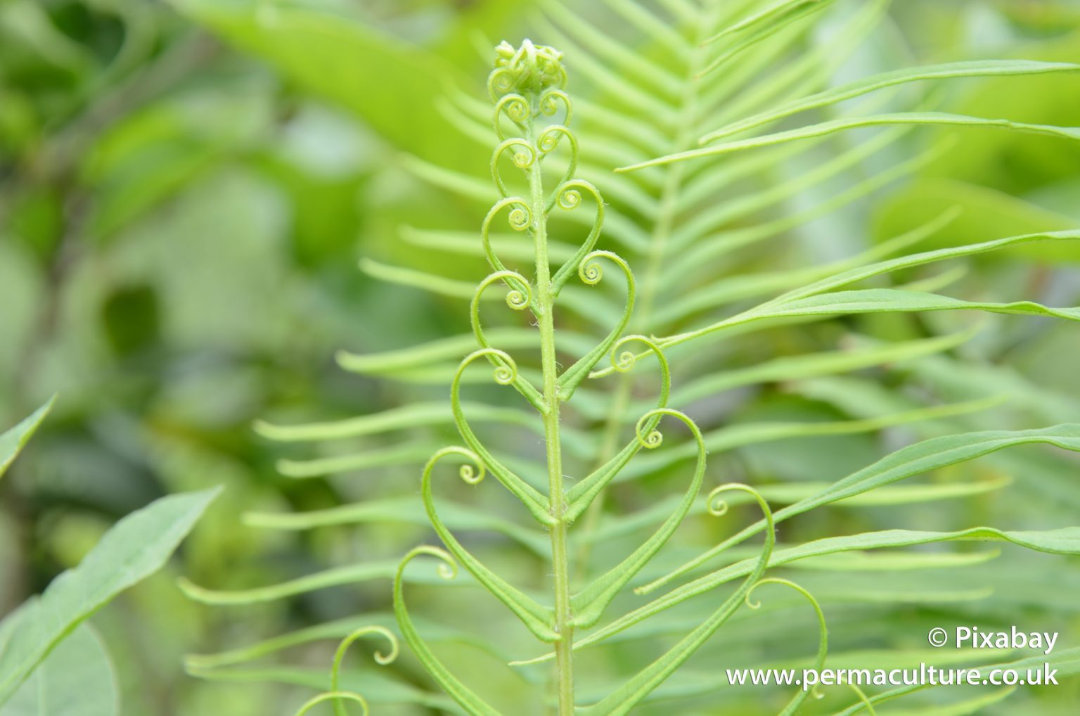 Medicinal Benefits of Ferns - Permaculture