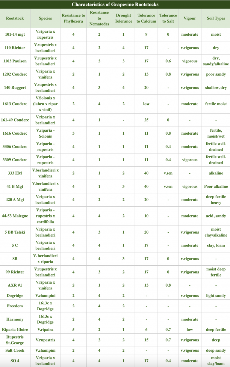 Everything you Need to Know about Growing Grapes - Permaculture