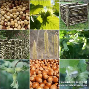 The Essential Guide to Hazel - Permaculture