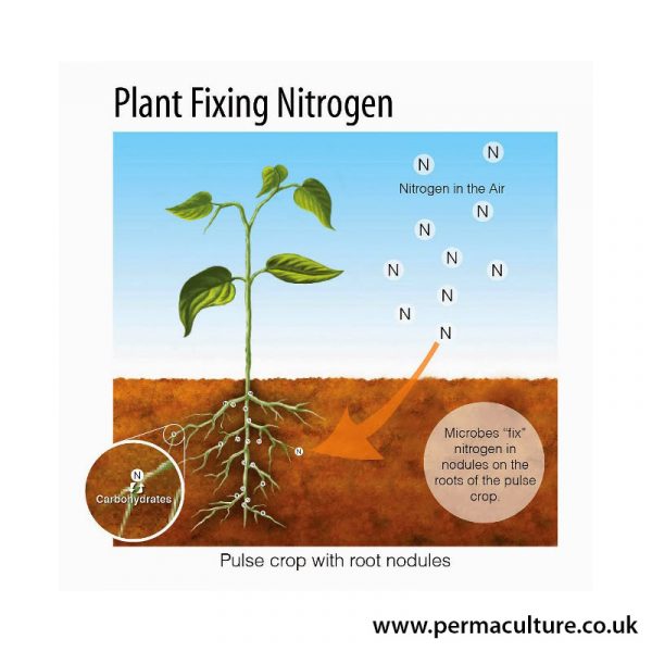 Nitrogen Fixing Plants and Microbes - Permaculture