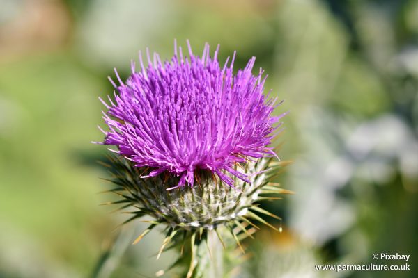 Thistles: A Highly Nutritious and Medicinal Weed - Permaculture