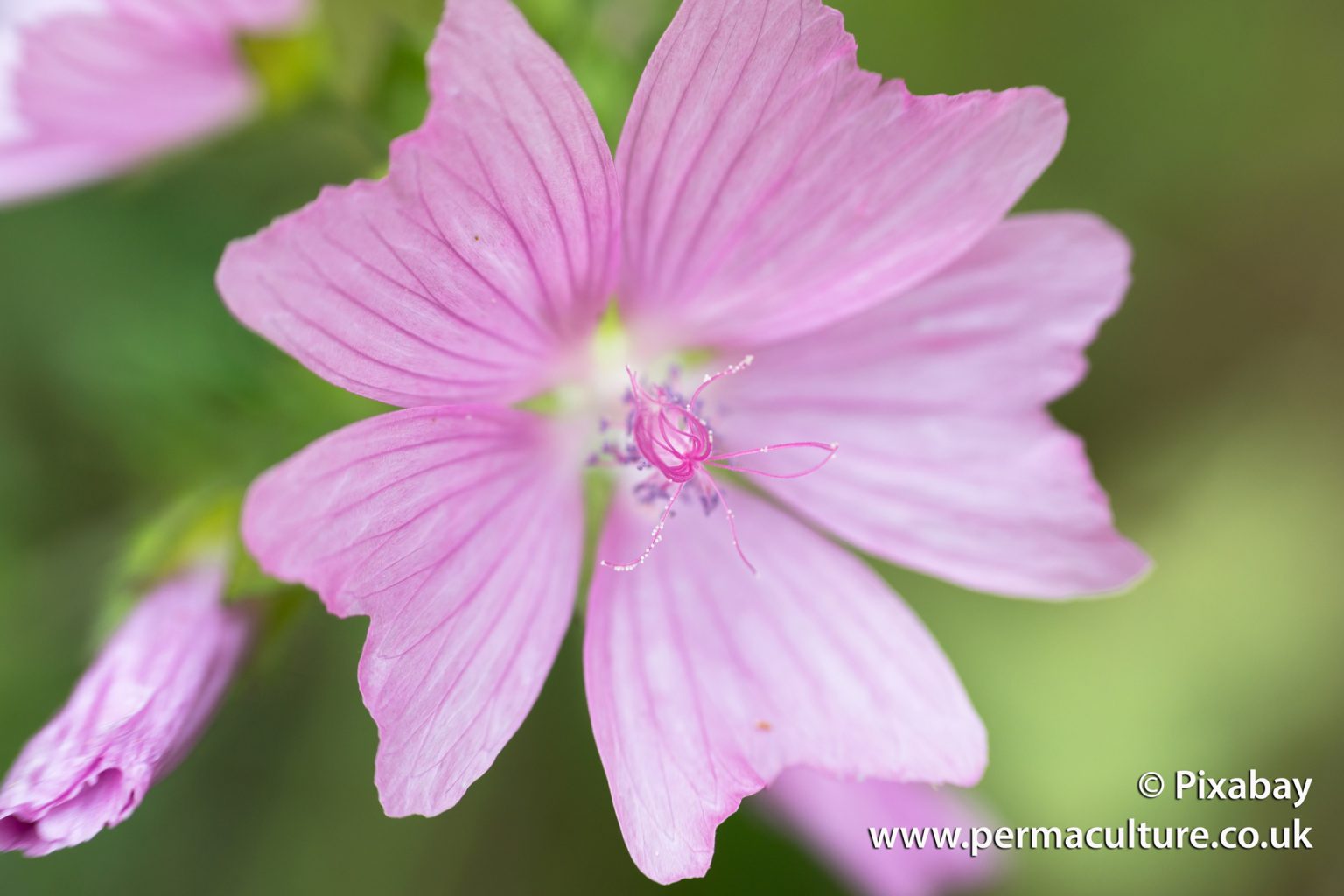 Benefits of Common Mallow (Malva sylvestris) - Permaculture