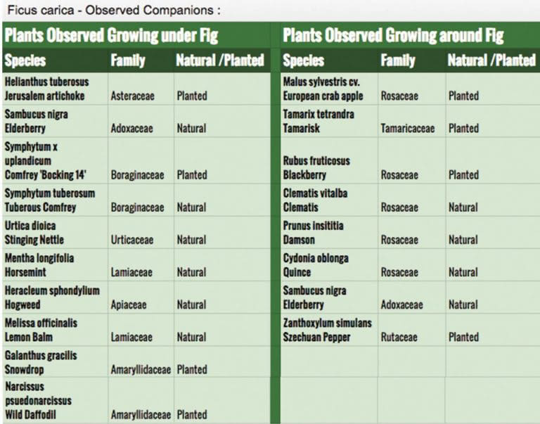 All You Need to Know About Figs – Ficus carica - Permaculture