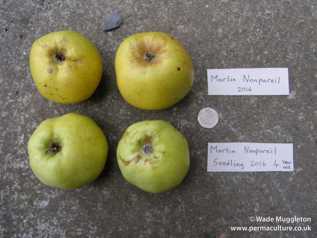 Growing Fruit Trees from Pips - Permaculture