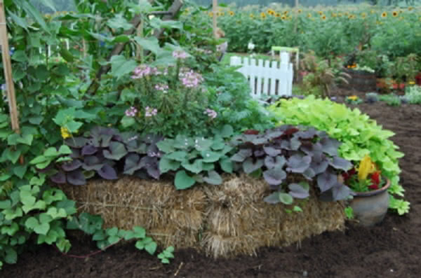The Many Benefits of Hugelkultur - Permaculture