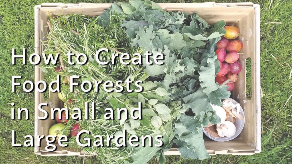 How to Create a Food Forest in any Sized Garden | Planning, growing ...
