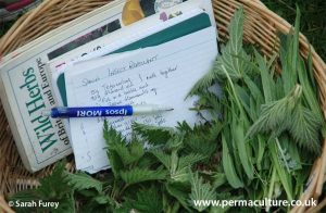 Make Your Own Spring Tonic - Permaculture