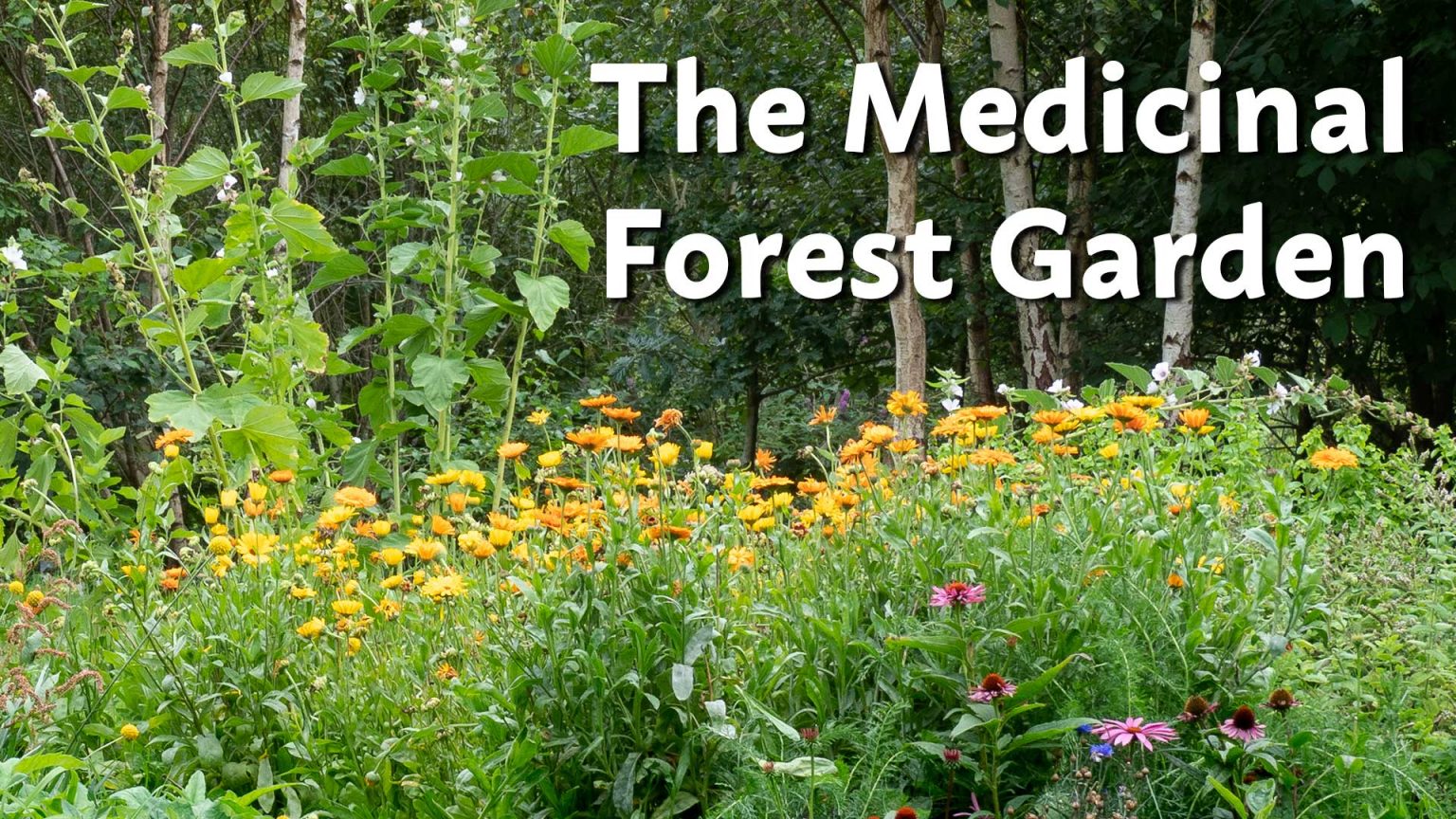 The Medicinal Forest Garden - Permaculture