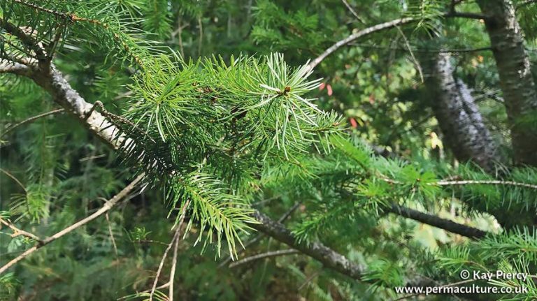 Healing Trees: Douglas Fir - Permaculture
