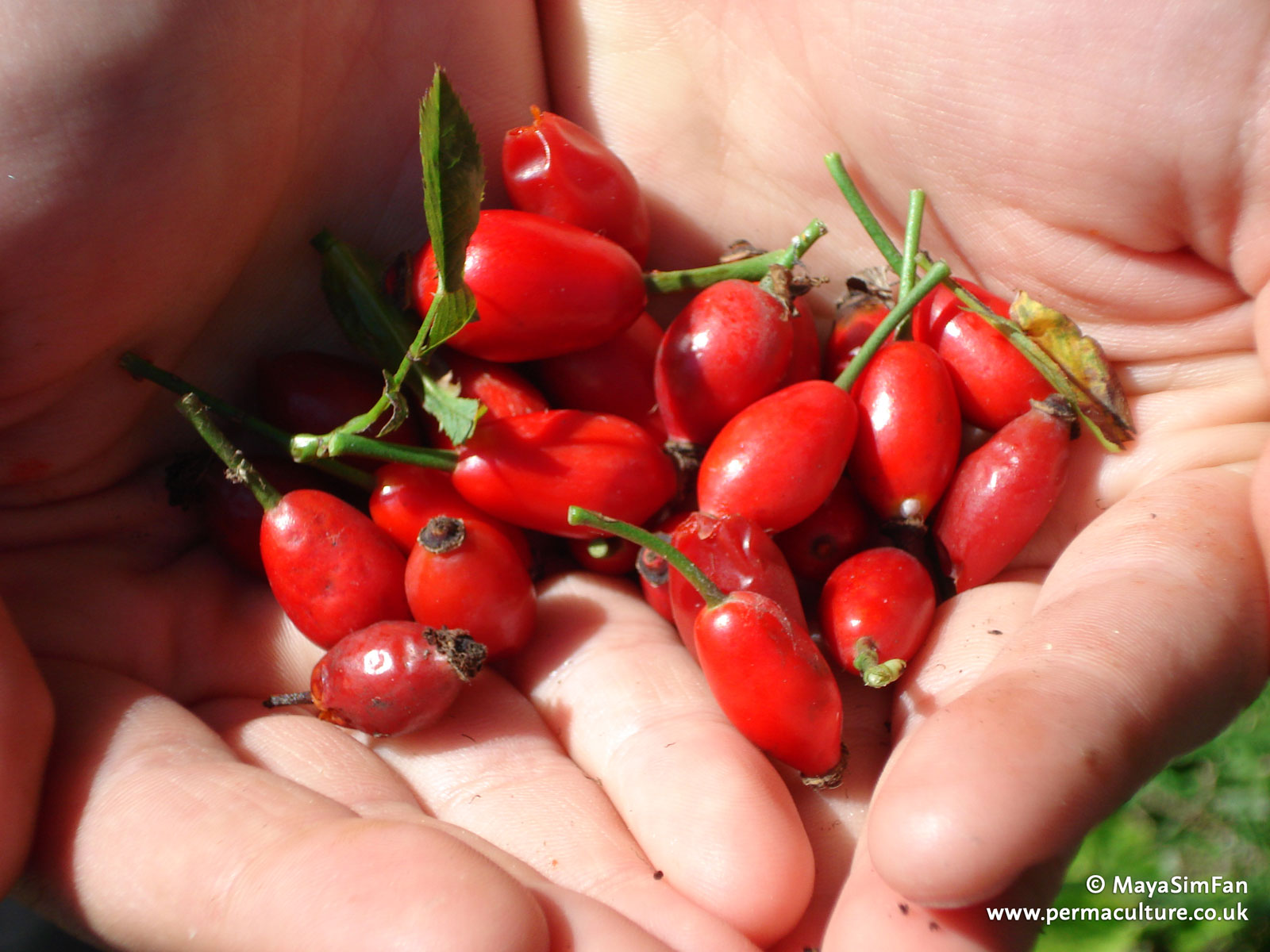 Rosehips: Why you should grow roses - Permaculture