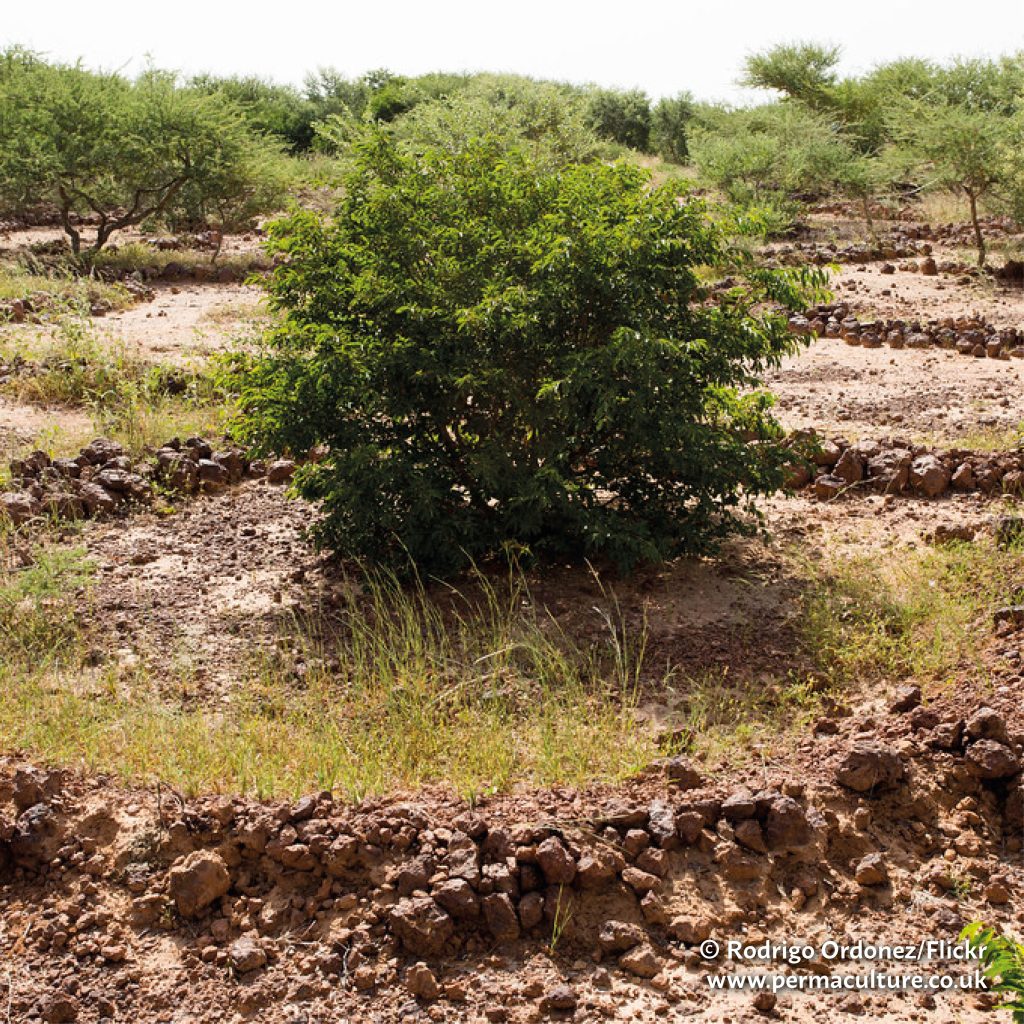 Re-greening the desert – half moon planting - Permaculture